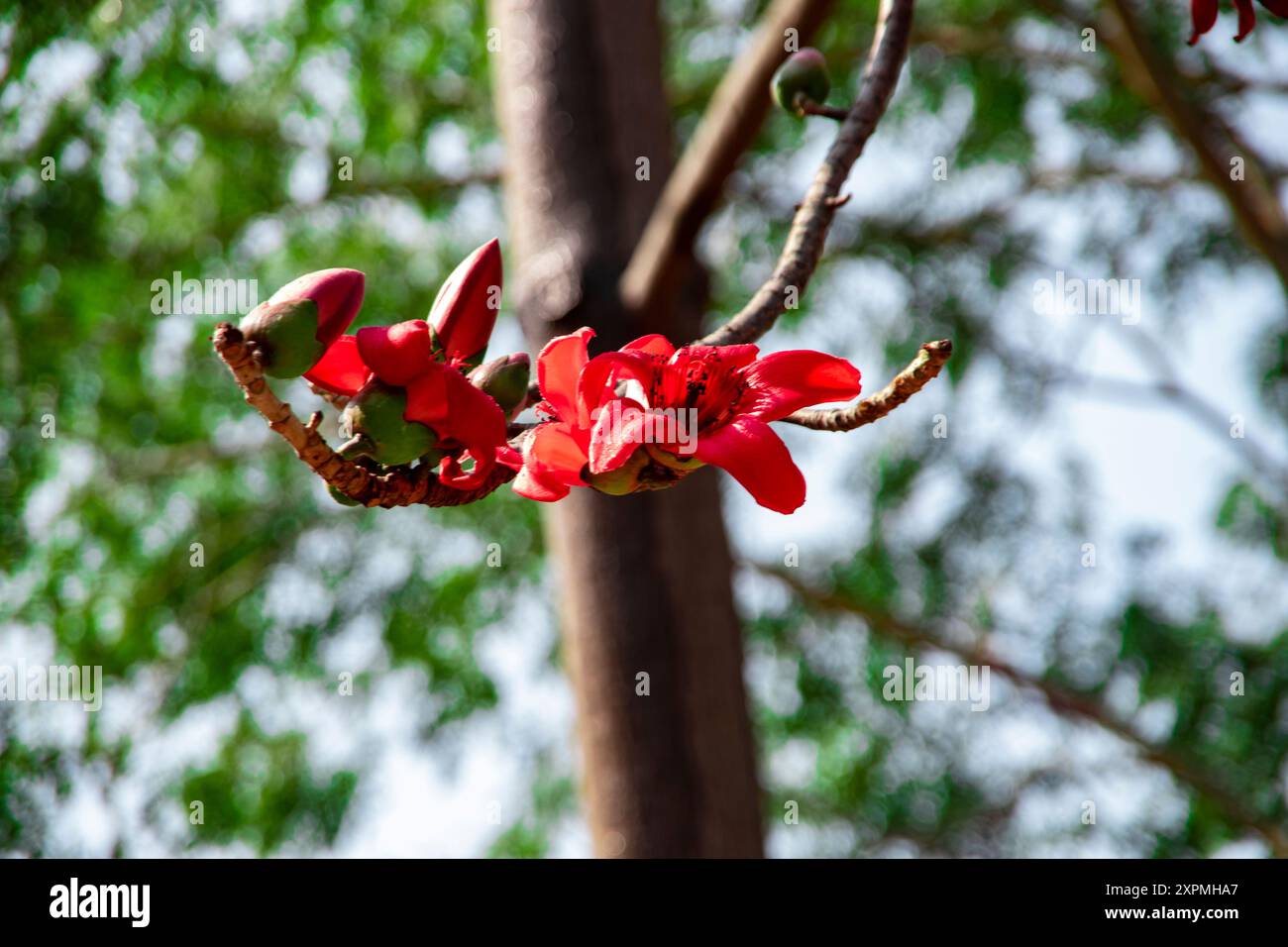 Red Silk Cotton flower Bombax Ceiba Shimul Ful Stock Photo - Alamy