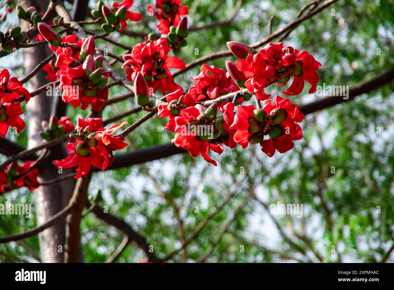 Indian bombax hi-res stock photography and images - Alamy