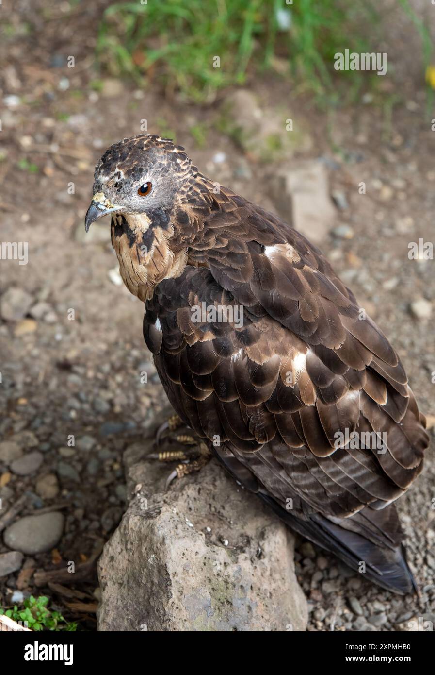 The crested honey buzzard (Pernis ptilorhynchus), also known as the ...