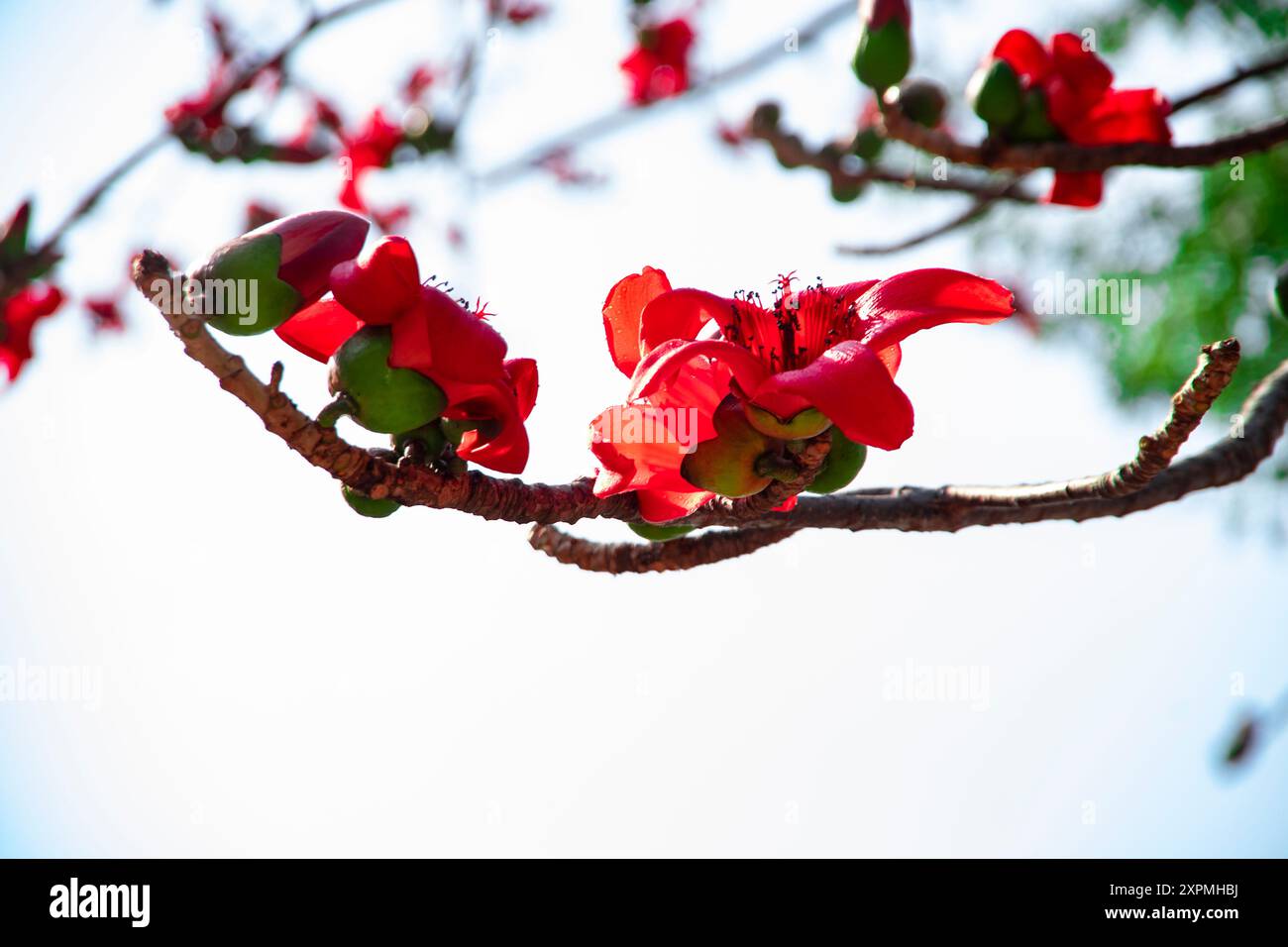 Red Silk Cotton flower Bombax Ceiba Shimul Ful Stock Photo - Alamy