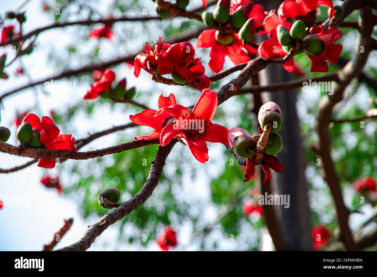 Red Silk Cotton flower Bombax Ceiba Shimul Ful Stock Photo - Alamy