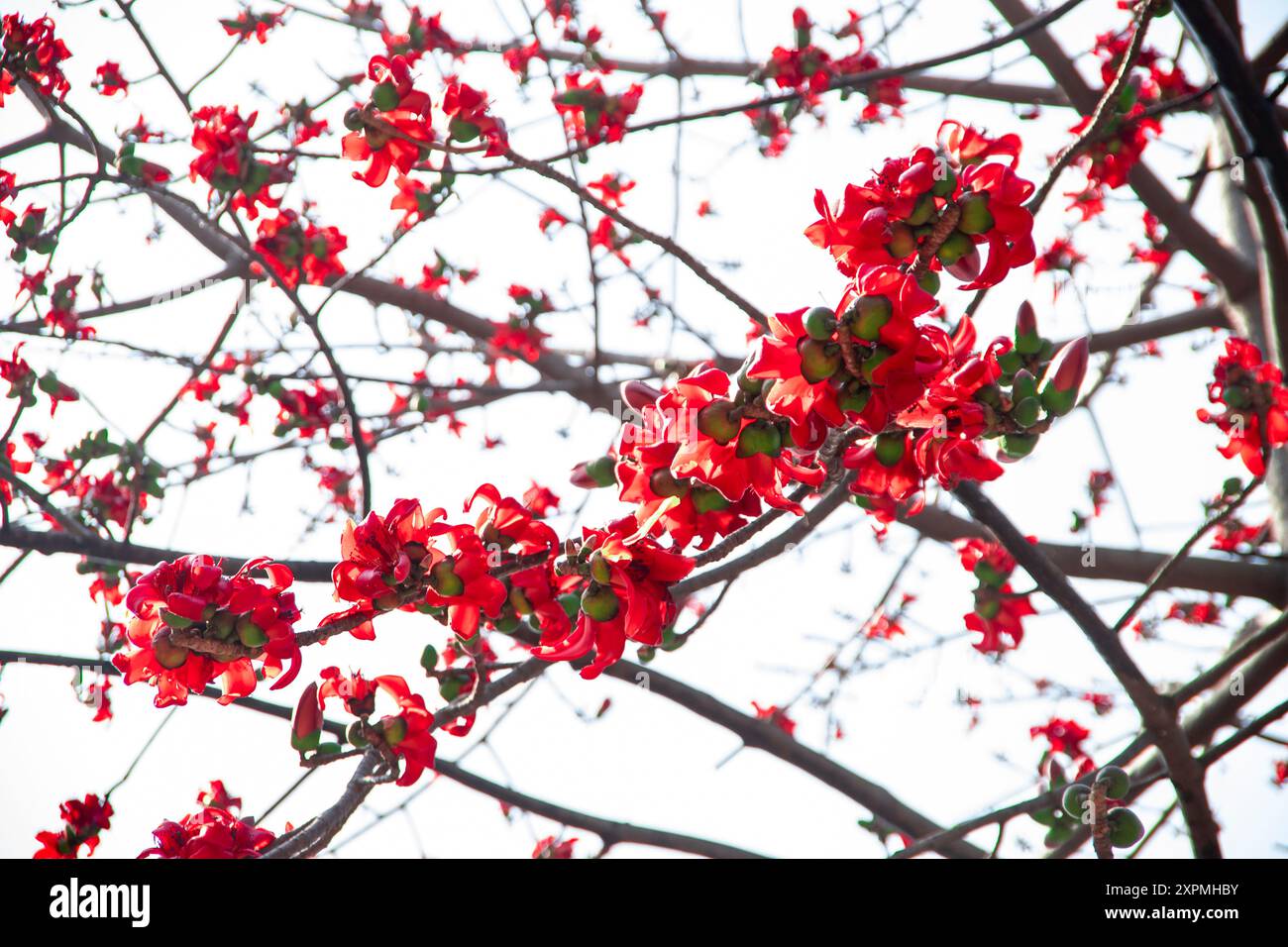 Red Silk Cotton flower Bombax Ceiba Shimul Ful Stock Photo - Alamy