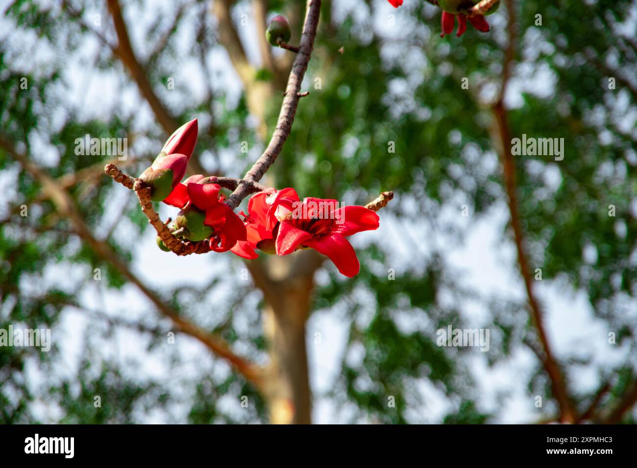 Red Silk Cotton flower Bombax Ceiba Shimul Ful Stock Photo - Alamy