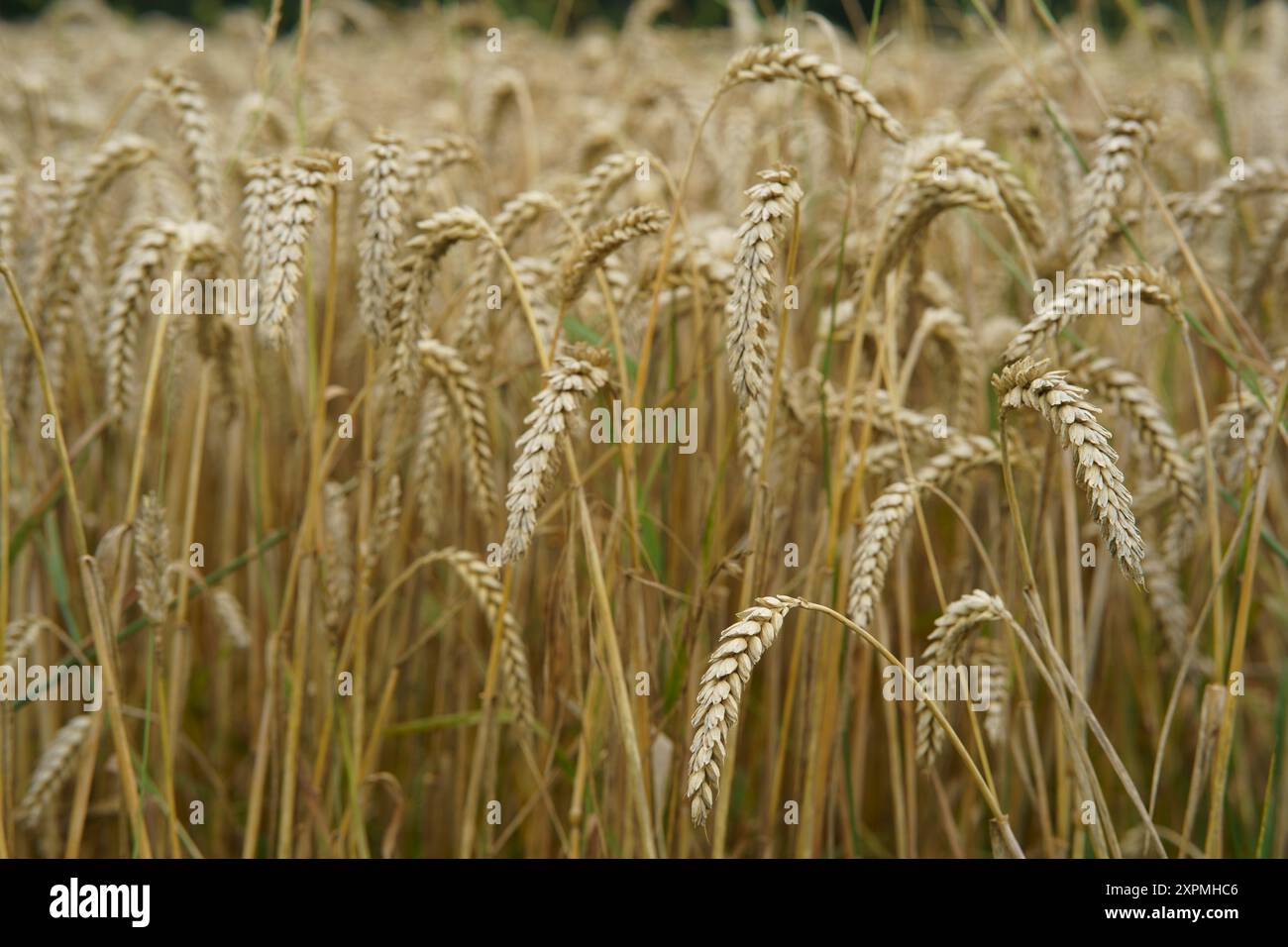 Field of golden wheat crop ready for harvesting hi-res stock ...