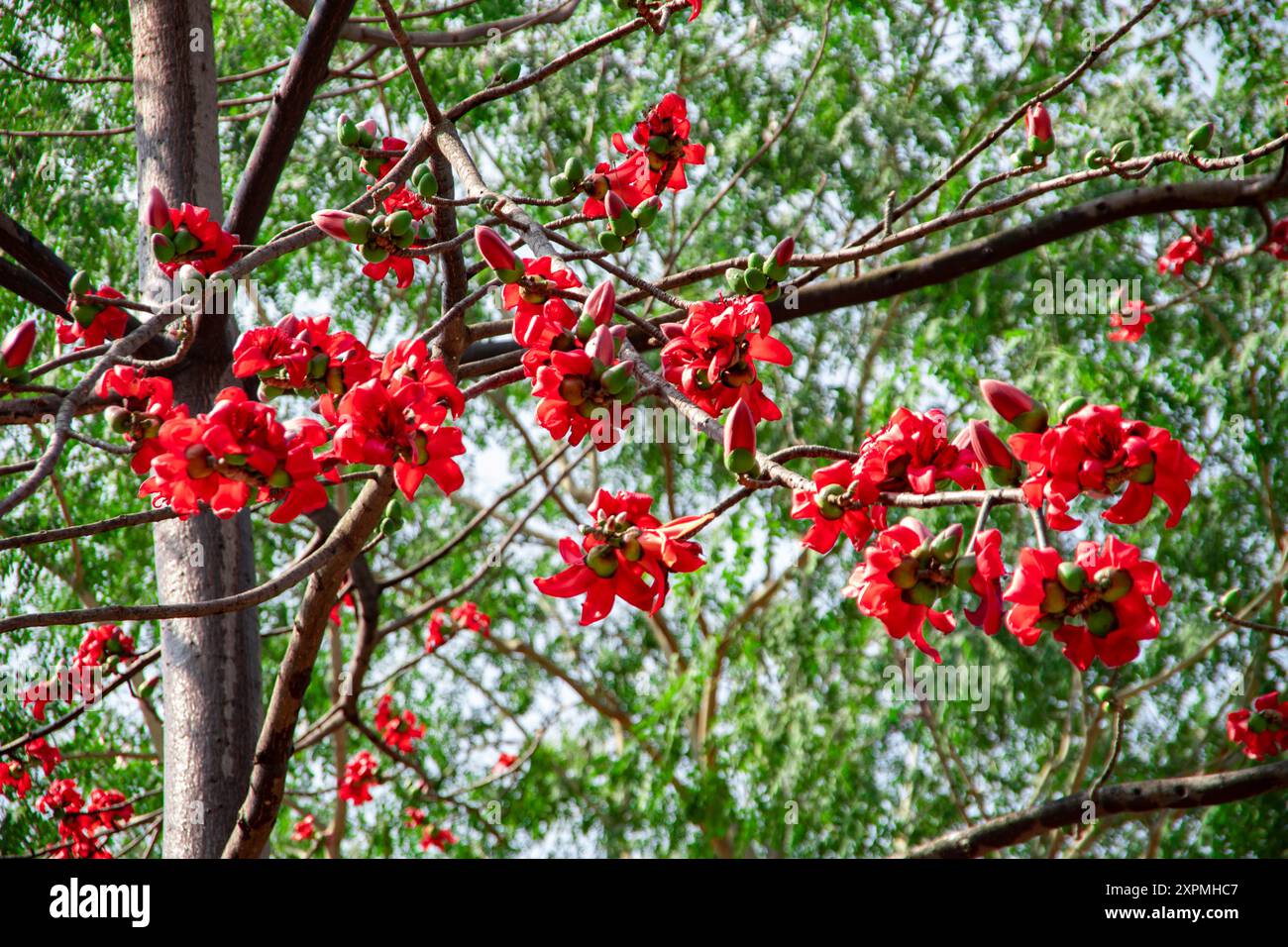 Shimul ful hi-res stock photography and images - Alamy