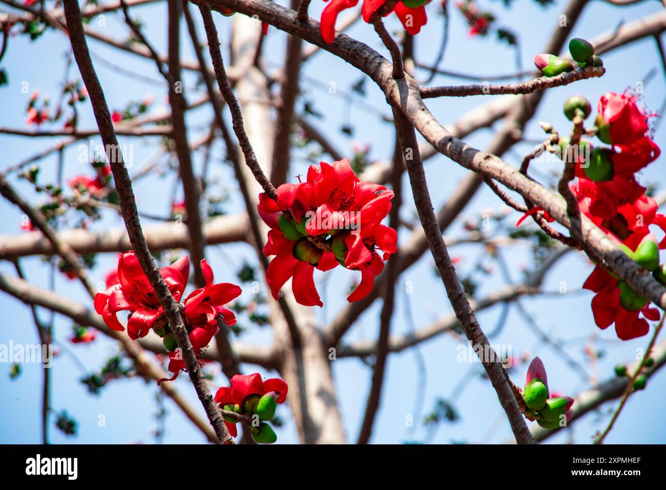 Indian bombax hi-res stock photography and images - Alamy