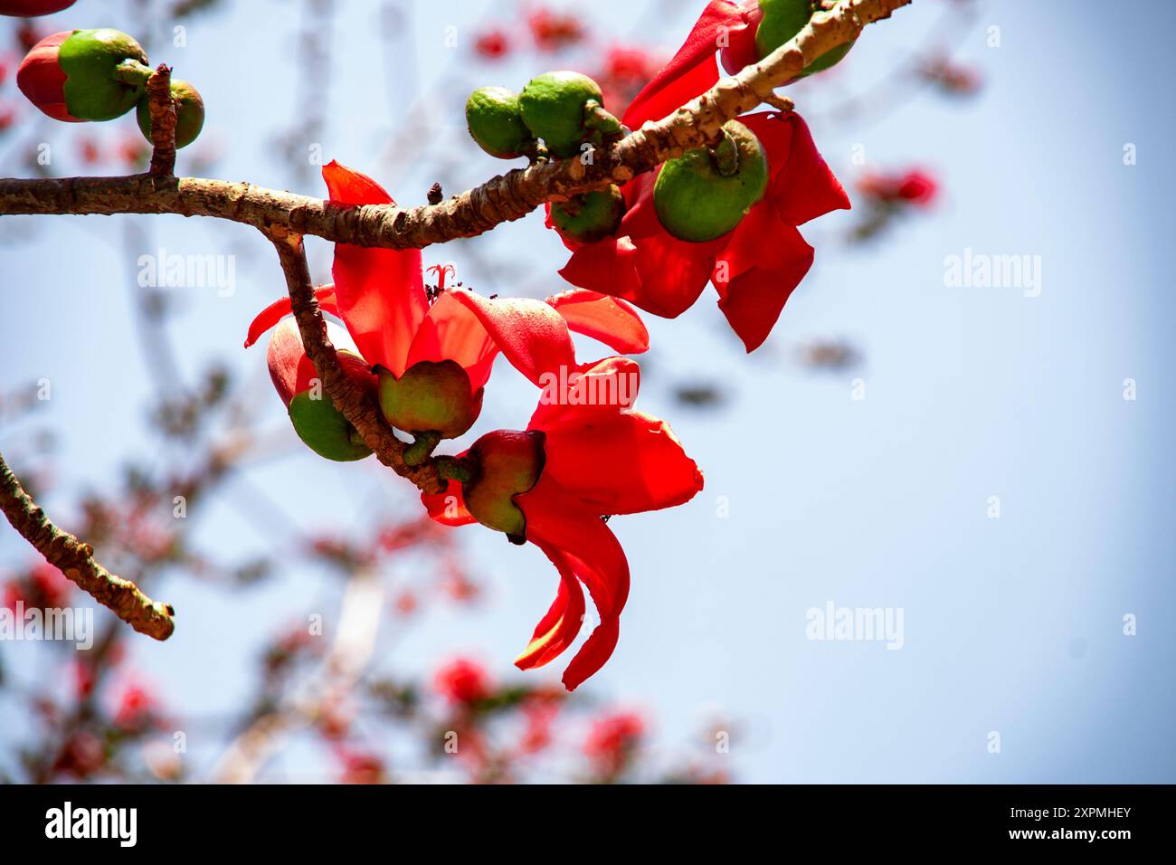 Shimul ful hi-res stock photography and images - Alamy