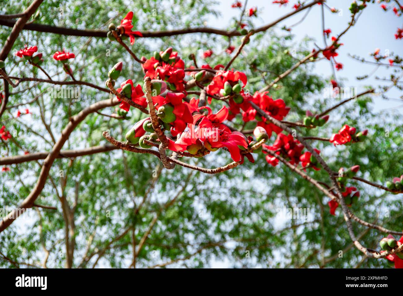Red Silk Cotton flower Bombax Ceiba Shimul Ful Stock Photo - Alamy
