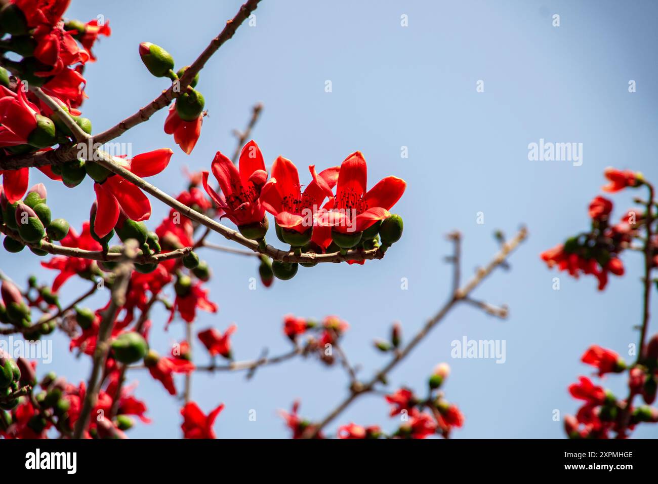 Shimul ful hi-res stock photography and images - Alamy