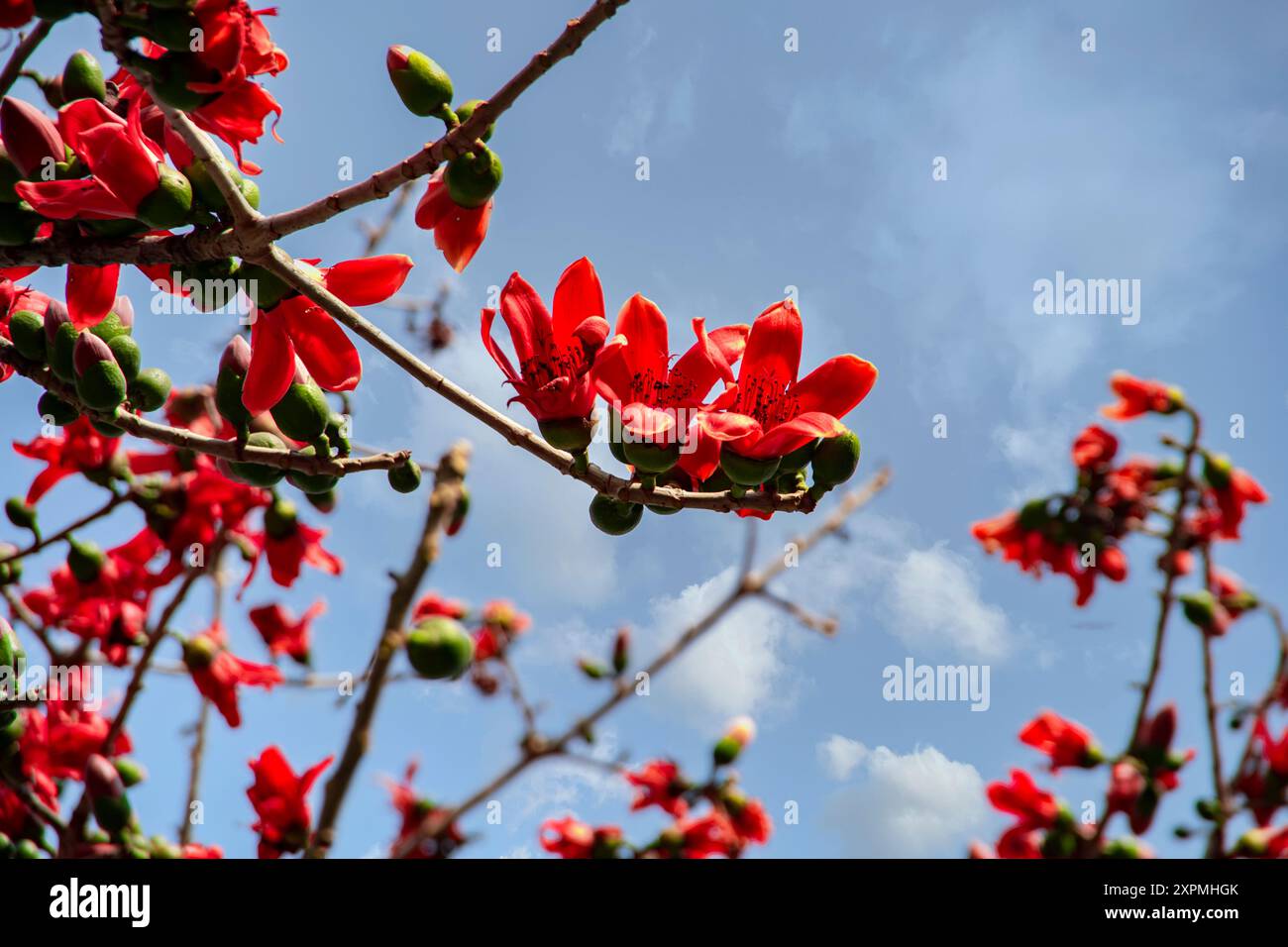 Shimul ful hi-res stock photography and images - Alamy