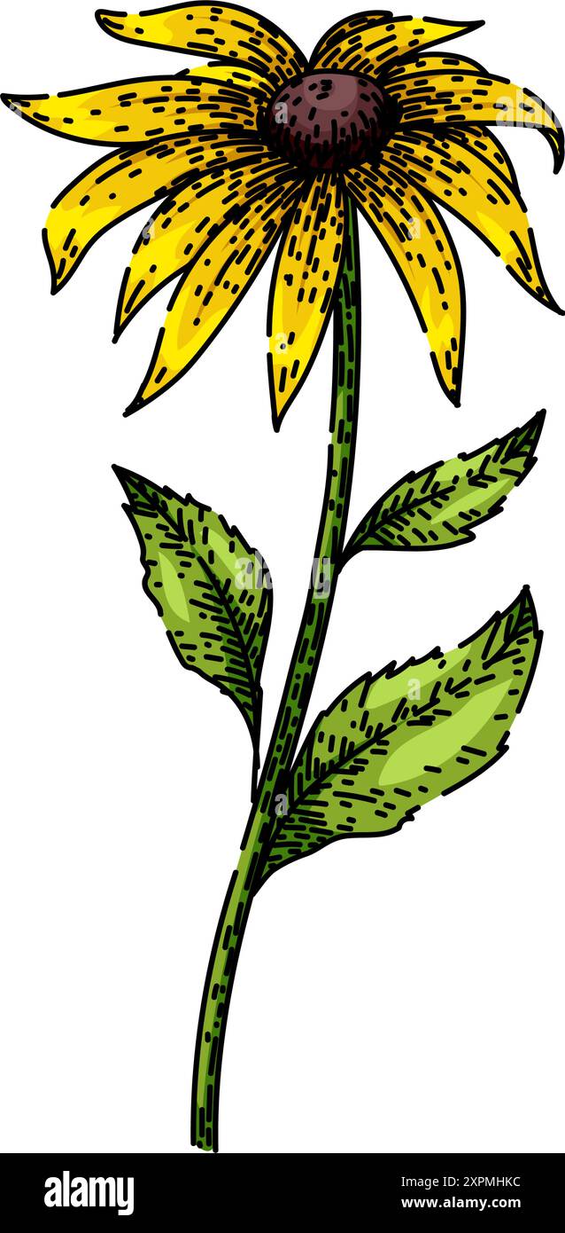 yellow black eyed susan sketch hand drawn vector Stock Vector Image ...