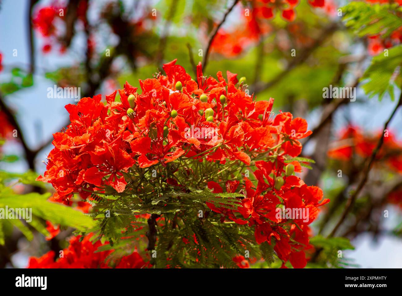 Royal Poinciana Flamboyan Krishnochura Flower Stock Photo - Alamy