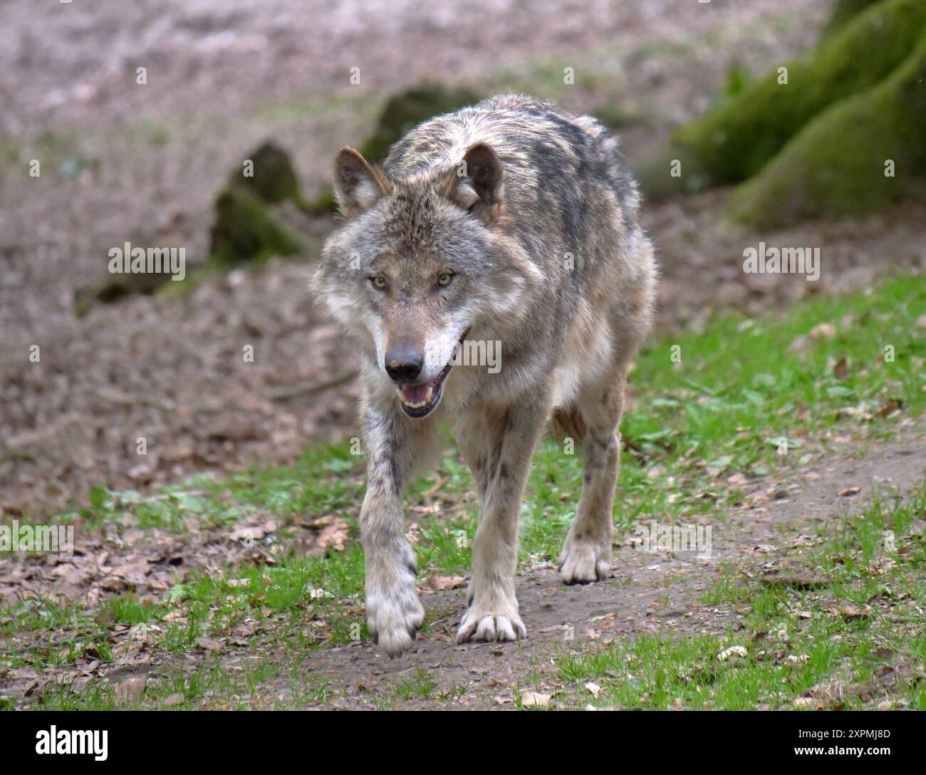 Wolf-Europaeischer Grauwolf in Deutschland in Aktion Wolf-Grauwolf ...