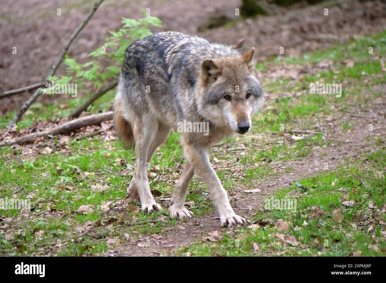 Wolf-Europaeischer Grauwolf in Deutschland in Aktion Wolf-Grauwolf ...