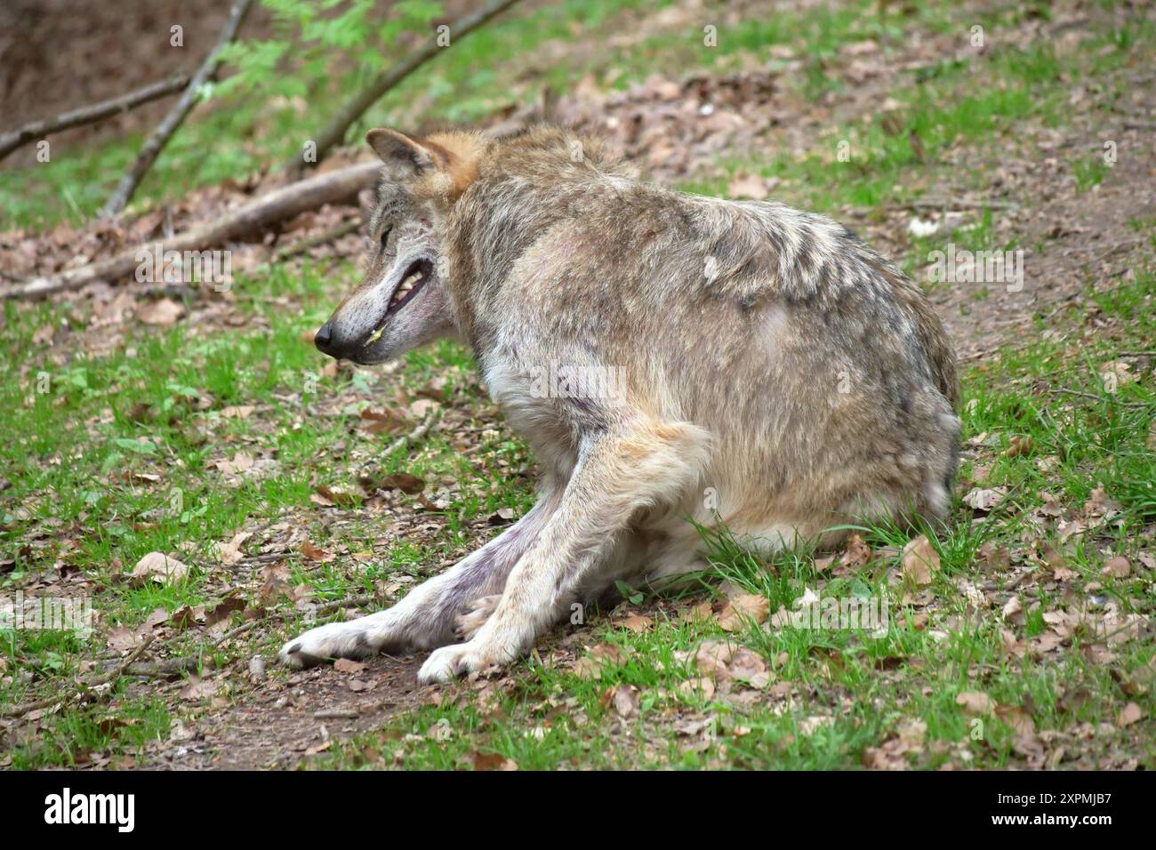Wolf-Europaeischer Grauwolf in Deutschland in Aktion Wolf-Grauwolf ...