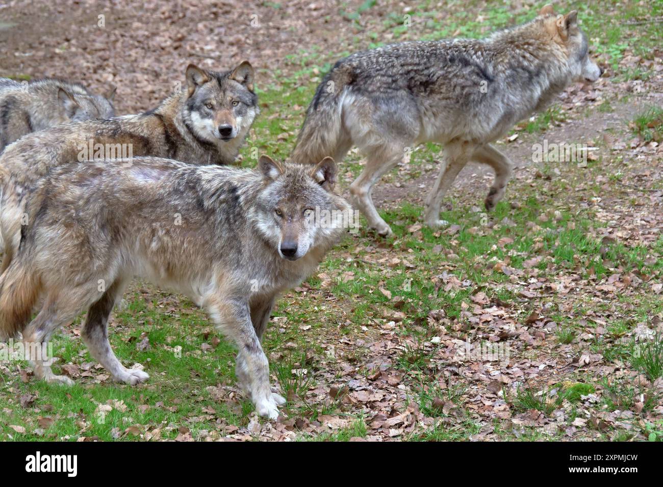 Wolf-Europaeischer Grauwolf in Deutschland in Aktion Wolf-Grauwolf ...