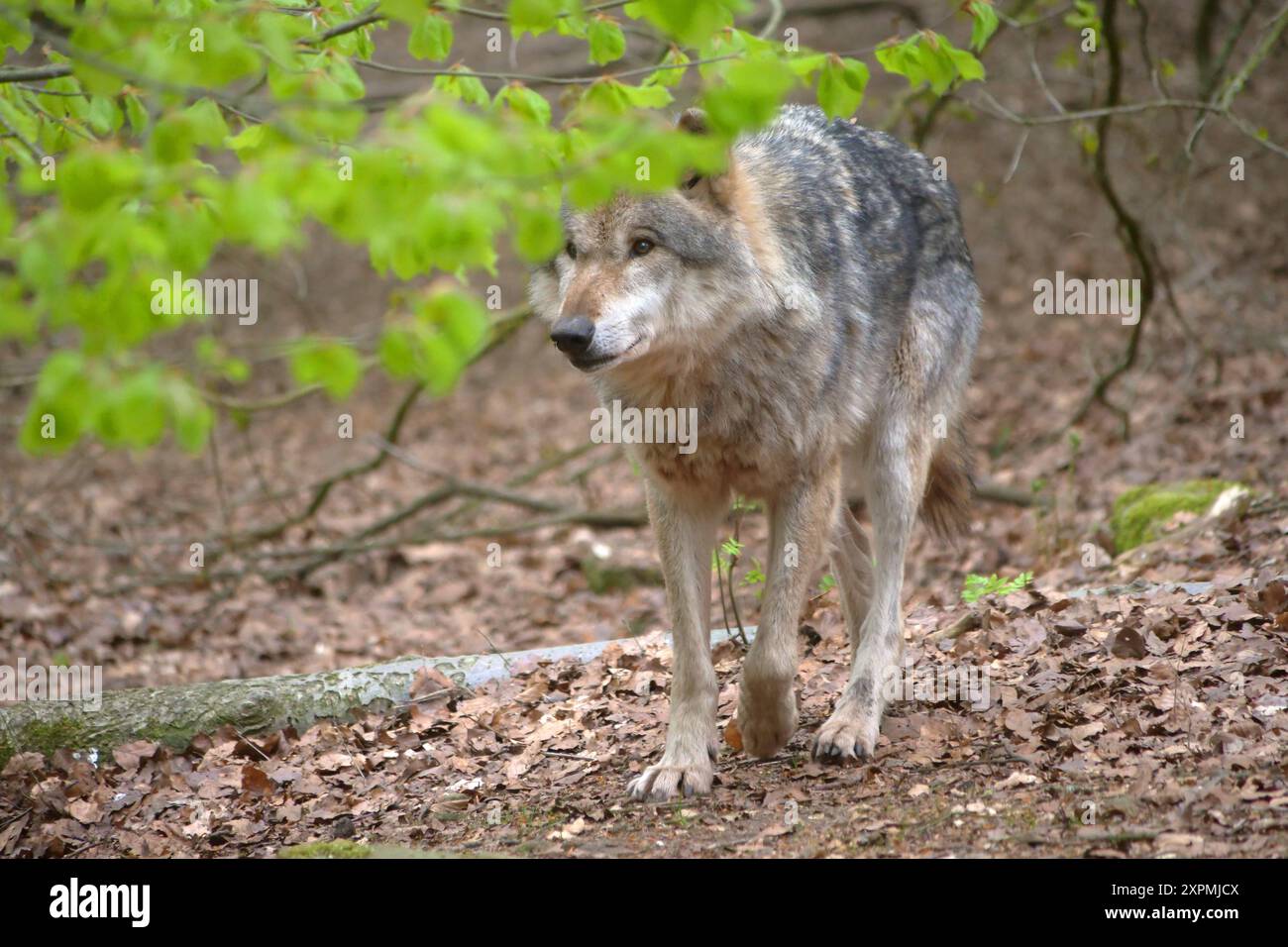 Wolf-Europaeischer Grauwolf in Deutschland in Aktion Wolf-Grauwolf ...