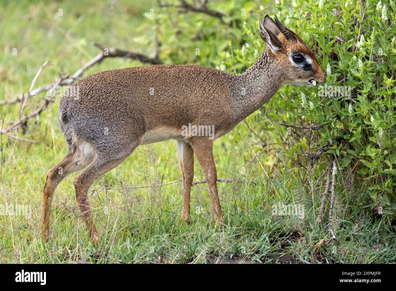 Kirk's Dik-Dik, male, Ndutu Plains,Serengeti National Park, Tanzania ...