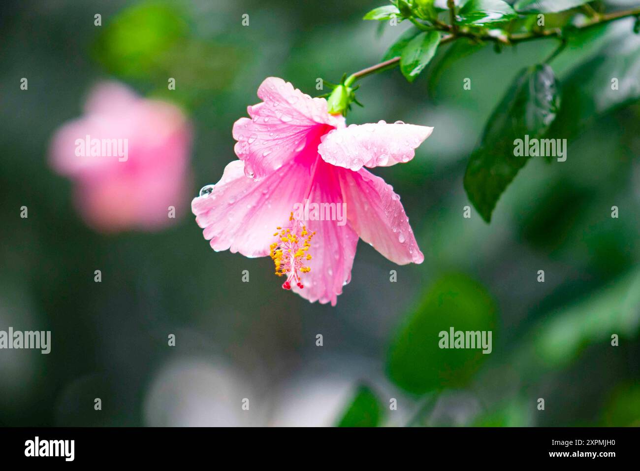 Shoeblackplant Hibiscus rosa China rose Joba Ful Stock Photo - Alamy