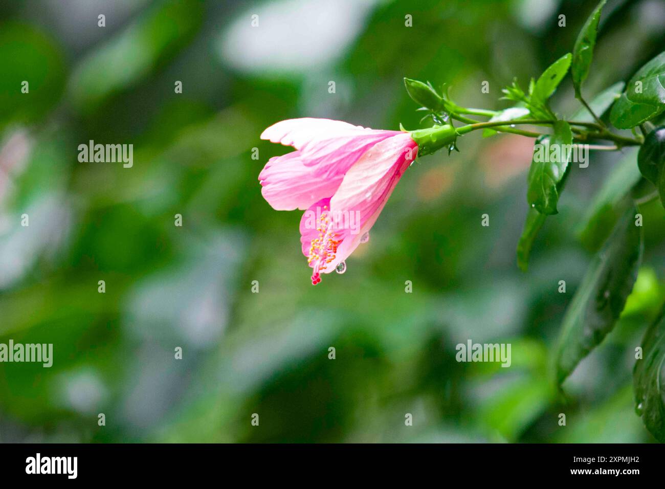 Shoeblackplant Hibiscus rosa China rose Joba Ful Stock Photo - Alamy