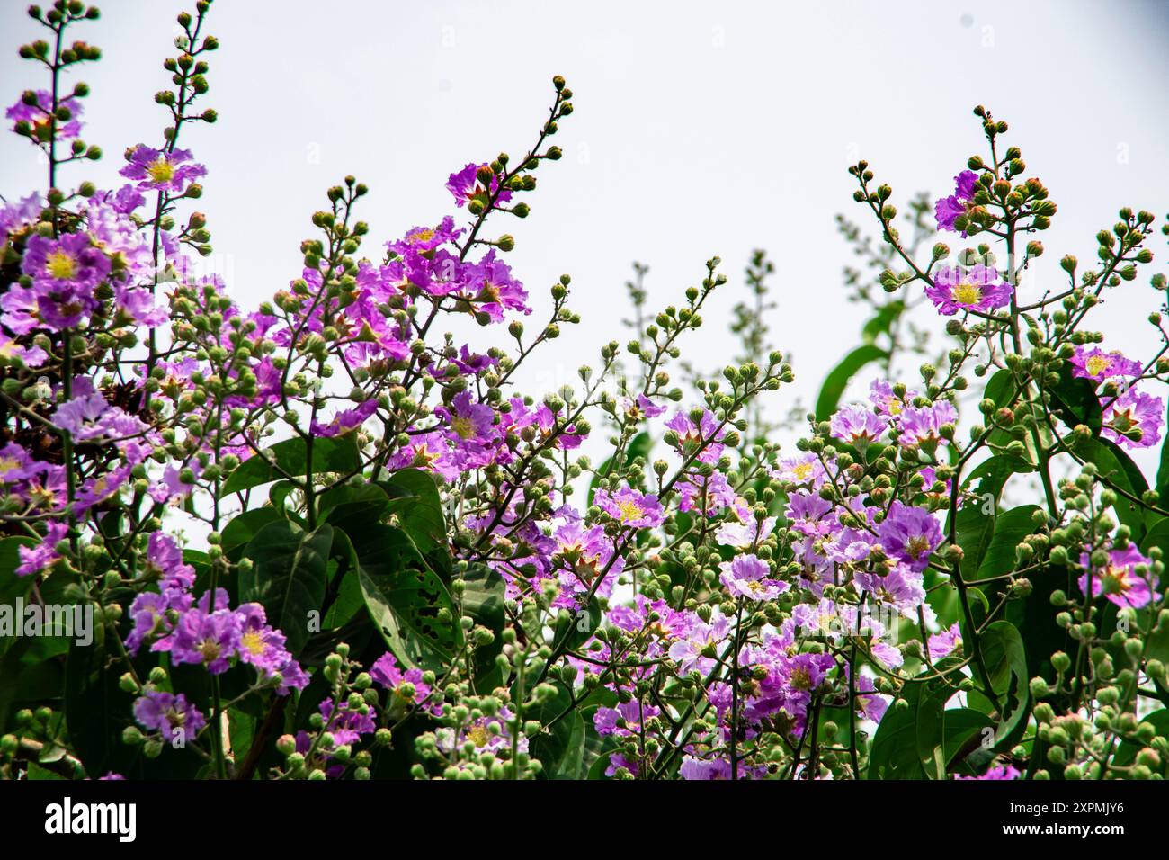 Lagerstroemia speciosa Queens Crape myrtle Ahmed Opu Jarul ful Stock ...