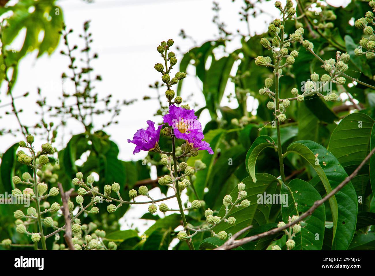 Lagerstroemia speciosa Queens Crape myrtle Ahmed Opu Jarul ful Stock ...