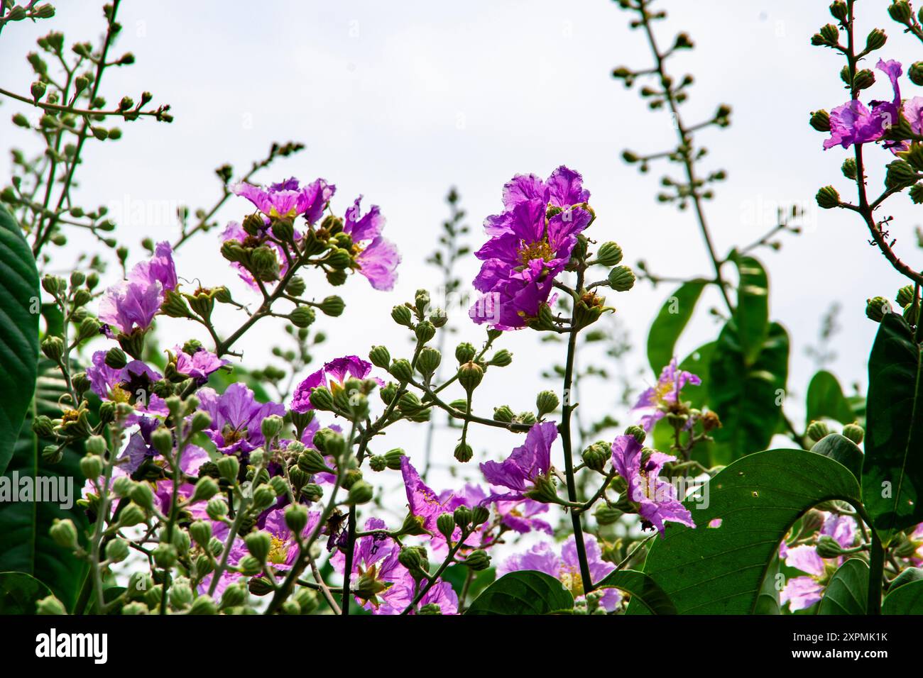 Lagerstroemia speciosa Queens Crape myrtle Ahmed Opu Jarul ful Stock ...
