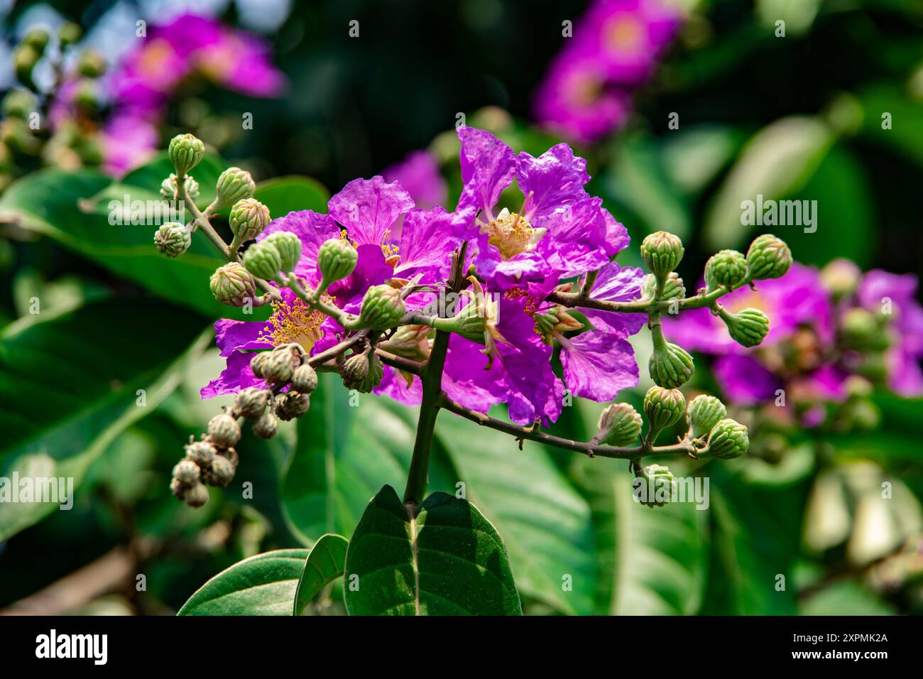 Lagerstroemia speciosa Queens Crape myrtle Ahmed Opu Jarul ful Stock ...