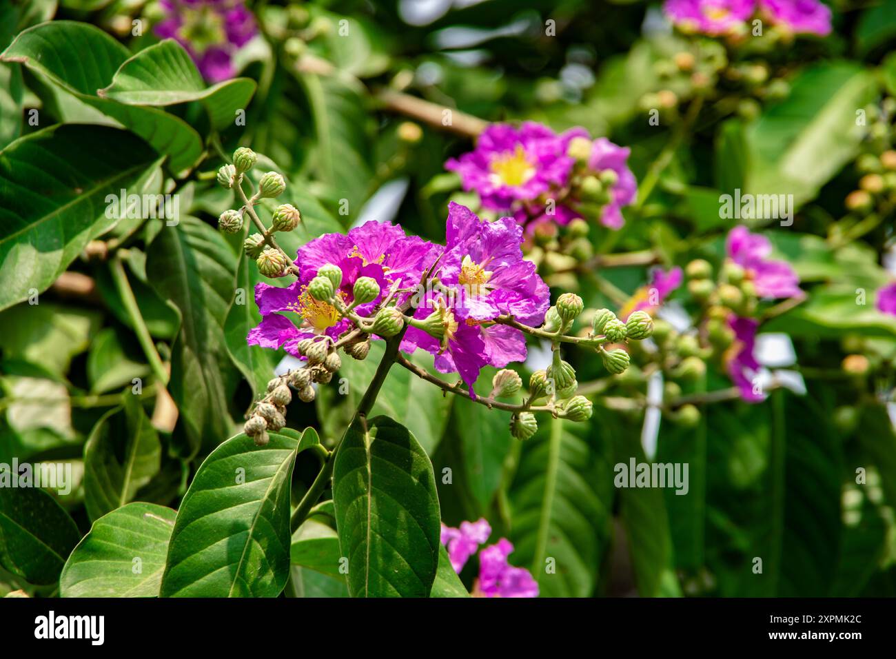 Lagerstroemia speciosa Queens Crape myrtle Ahmed Opu Jarul ful Stock ...