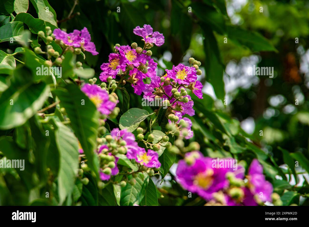 Lagerstroemia speciosa Queens Crape myrtle Ahmed Opu Jarul ful Stock ...