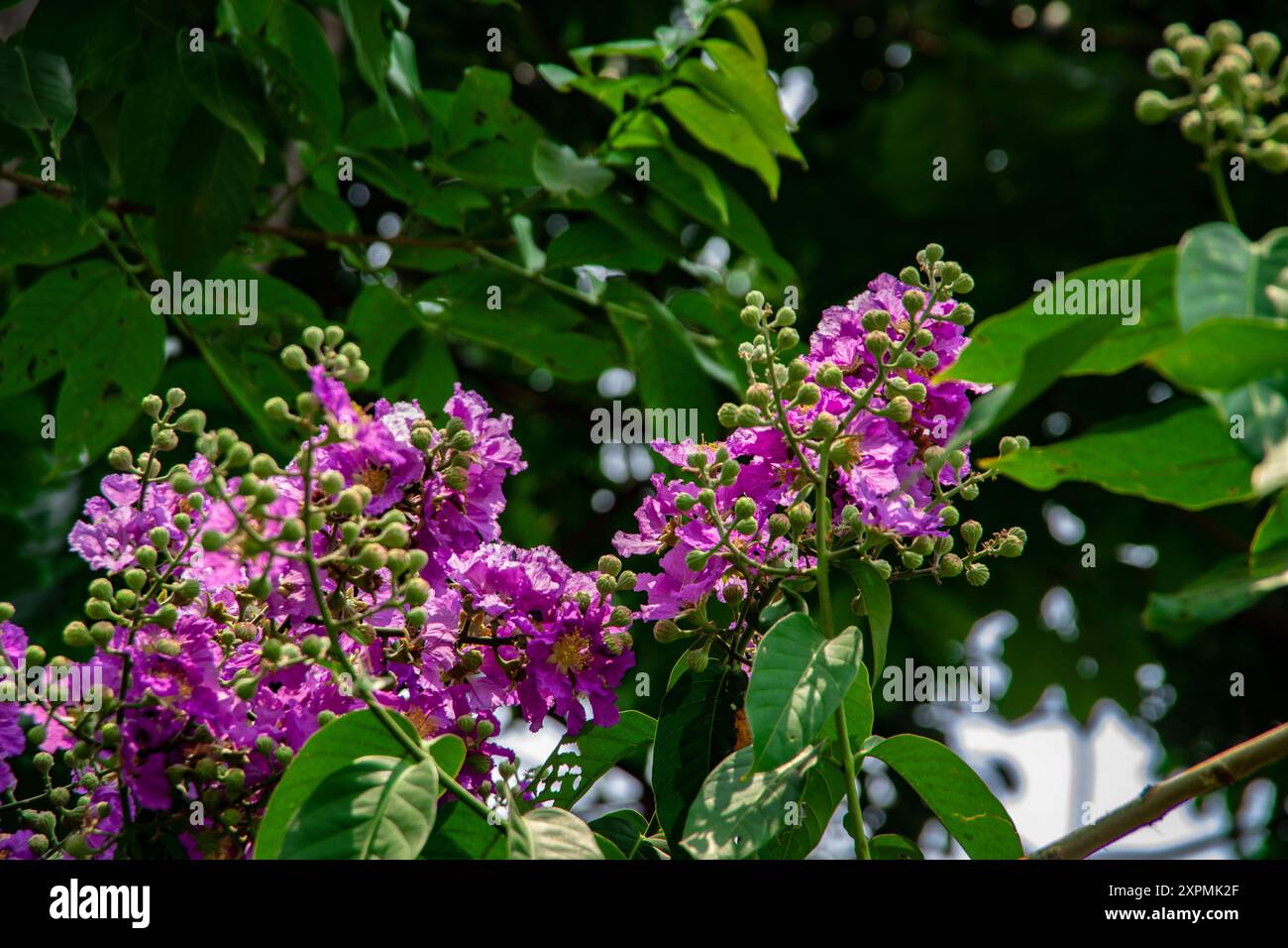 Lagerstroemia speciosa Queens Crape myrtle Ahmed Opu Jarul ful Stock ...