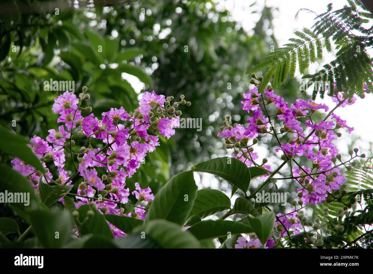 Lagerstroemia speciosa Queens Crape myrtle Ahmed Opu Jarul ful Stock ...