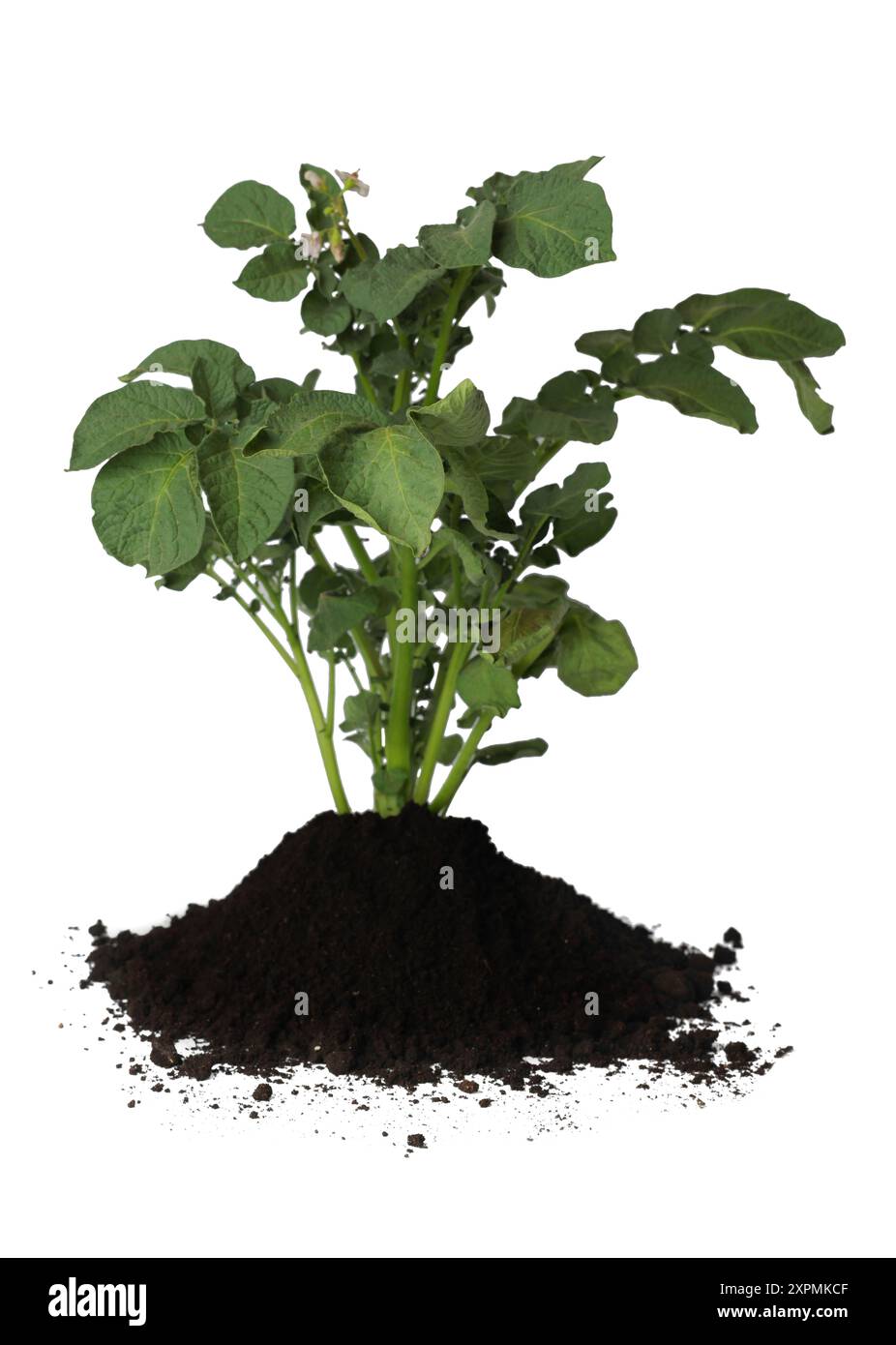 Green potato seedling and soil isolated on white Stock Photo - Alamy