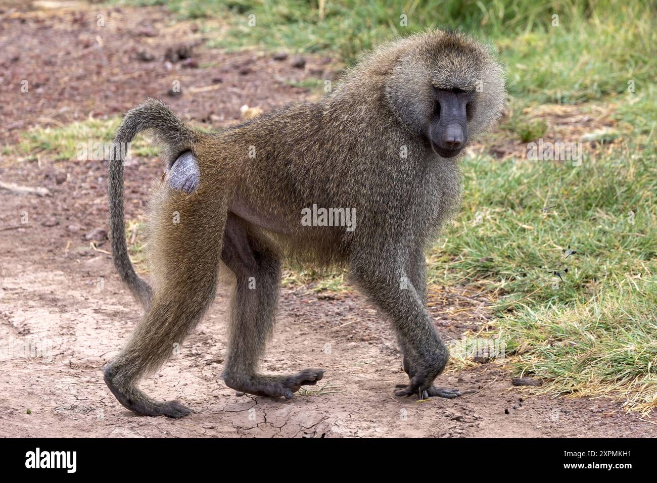 Olive aka Anubis baboon, alpha male, Papio anubis, Manyara National ...