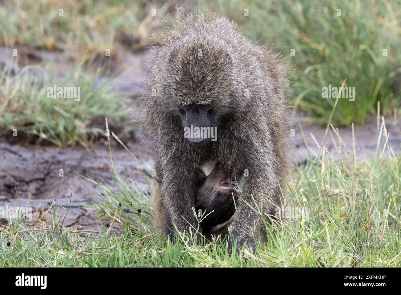 Olive aka Anubis baboon, mother & baby, Papio anubis, Manyara National ...