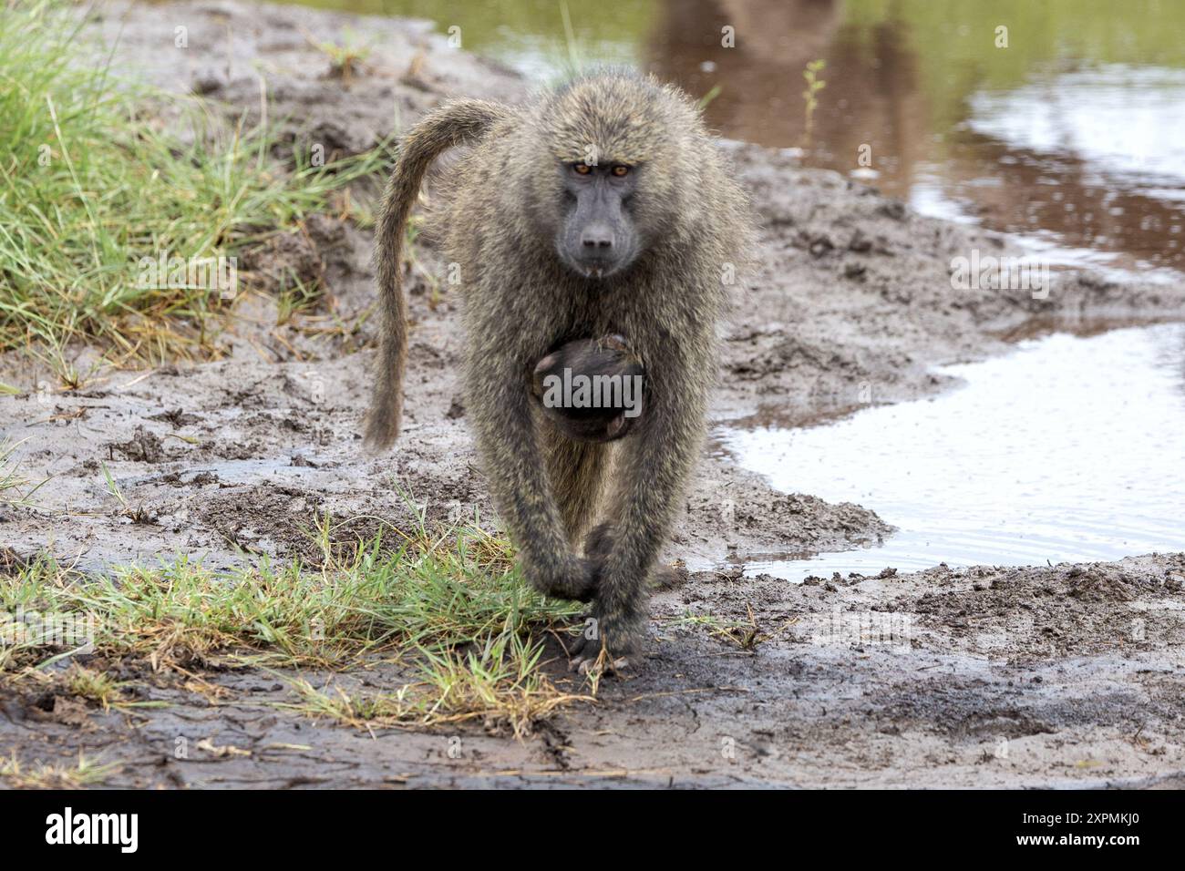 Olive aka Anubis baboon, mother & baby, Papio anubis, Manyara National ...