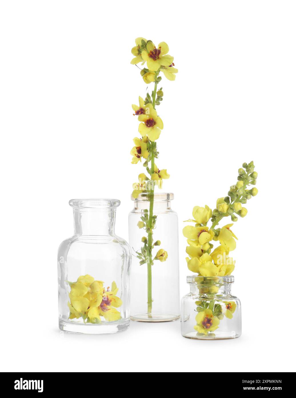 Beautiful mullein flowers isolated on white. Healing herb Stock Photo ...