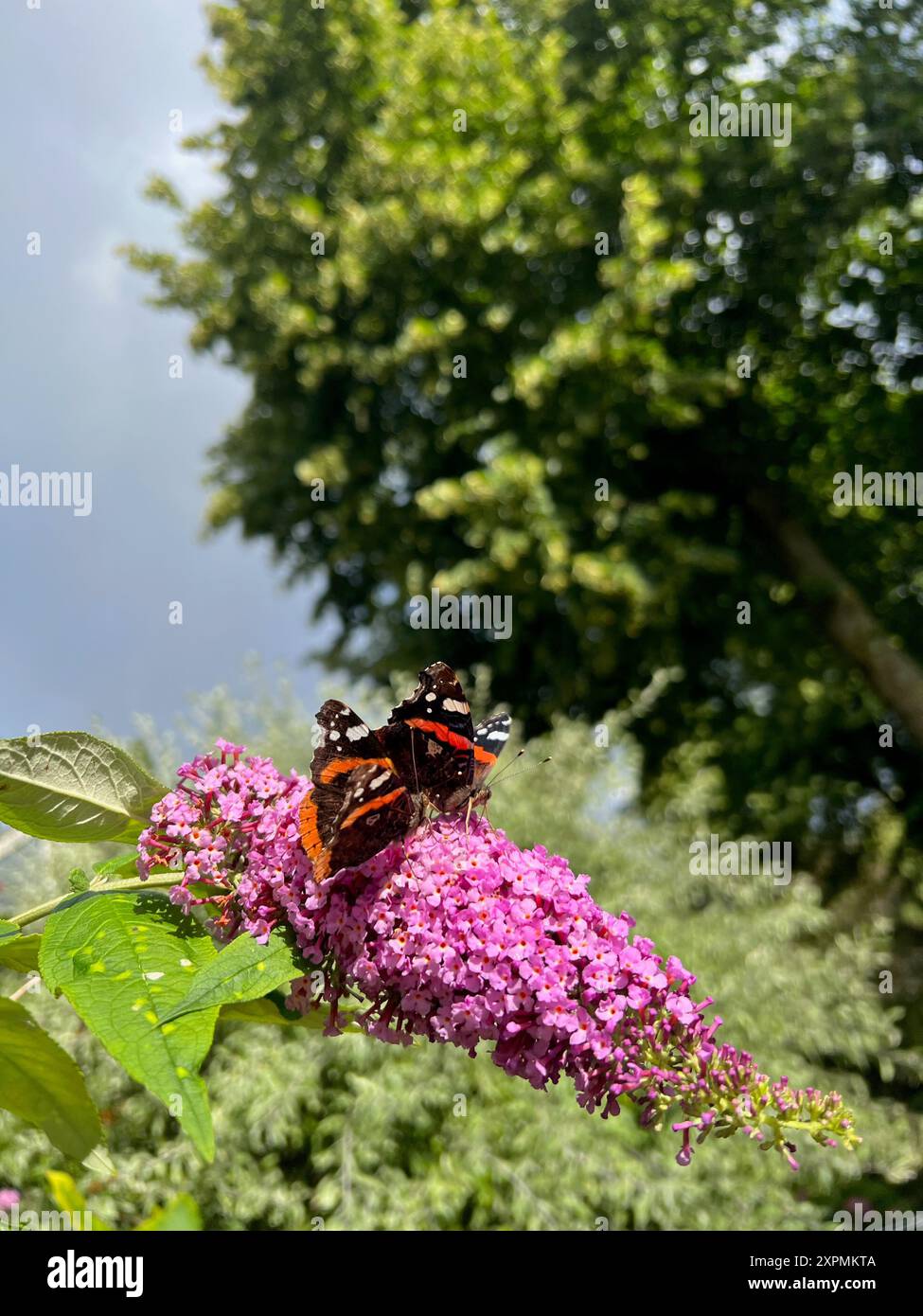 Angle wing butterflies hi-res stock photography and images - Alamy
