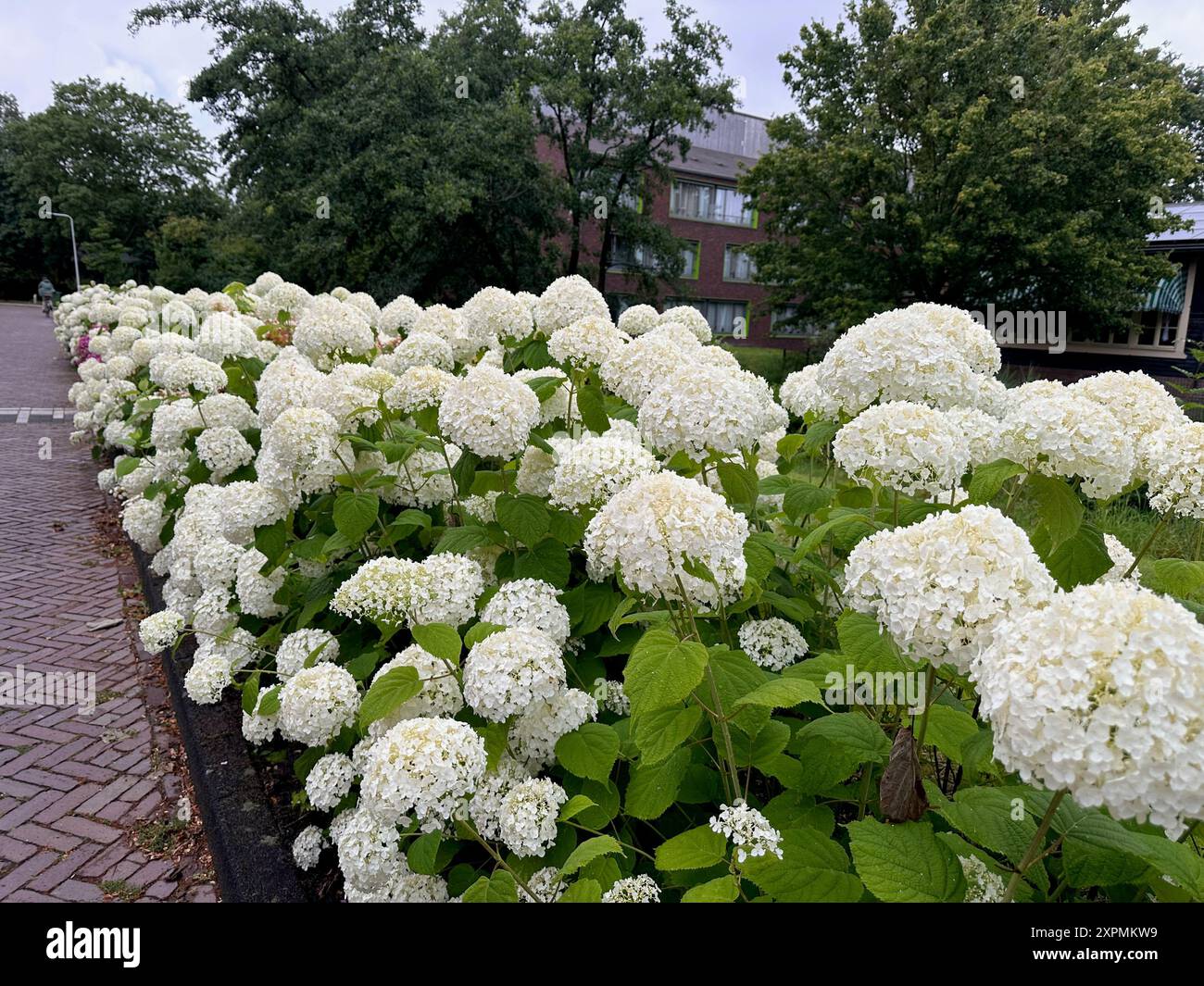 Beautiful hydrangea bushes blooming on city street Stock Photo - Alamy