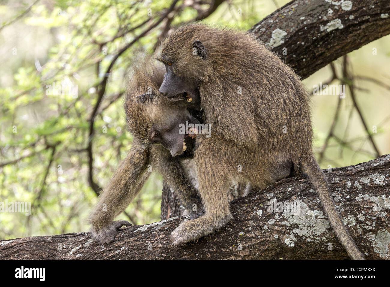 Olive Baboons aka Anubis baboon, Papio anubis, mock fight, Manyara ...