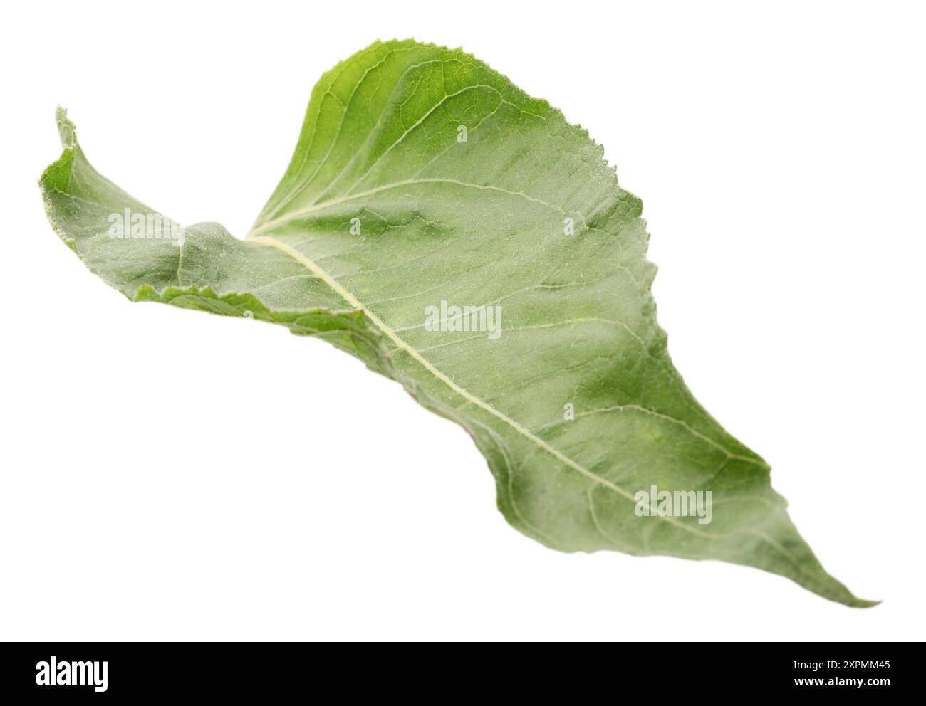 One green sunflower leaf isolated on white Stock Photo - Alamy