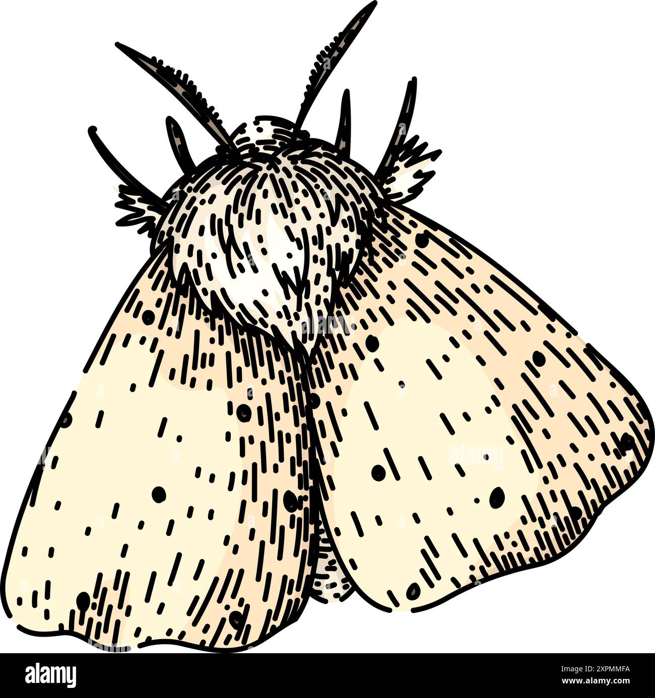 wings night moth sketch hand drawn vector Stock Vector Image & Art - Alamy