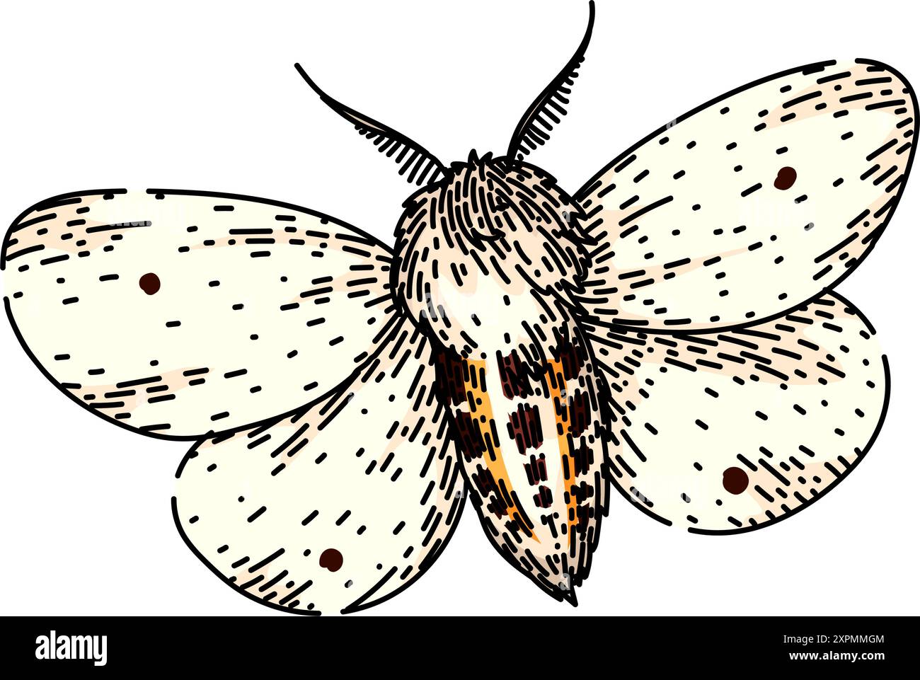 lepidoptera night moth sketch hand drawn vector Stock Vector Image ...