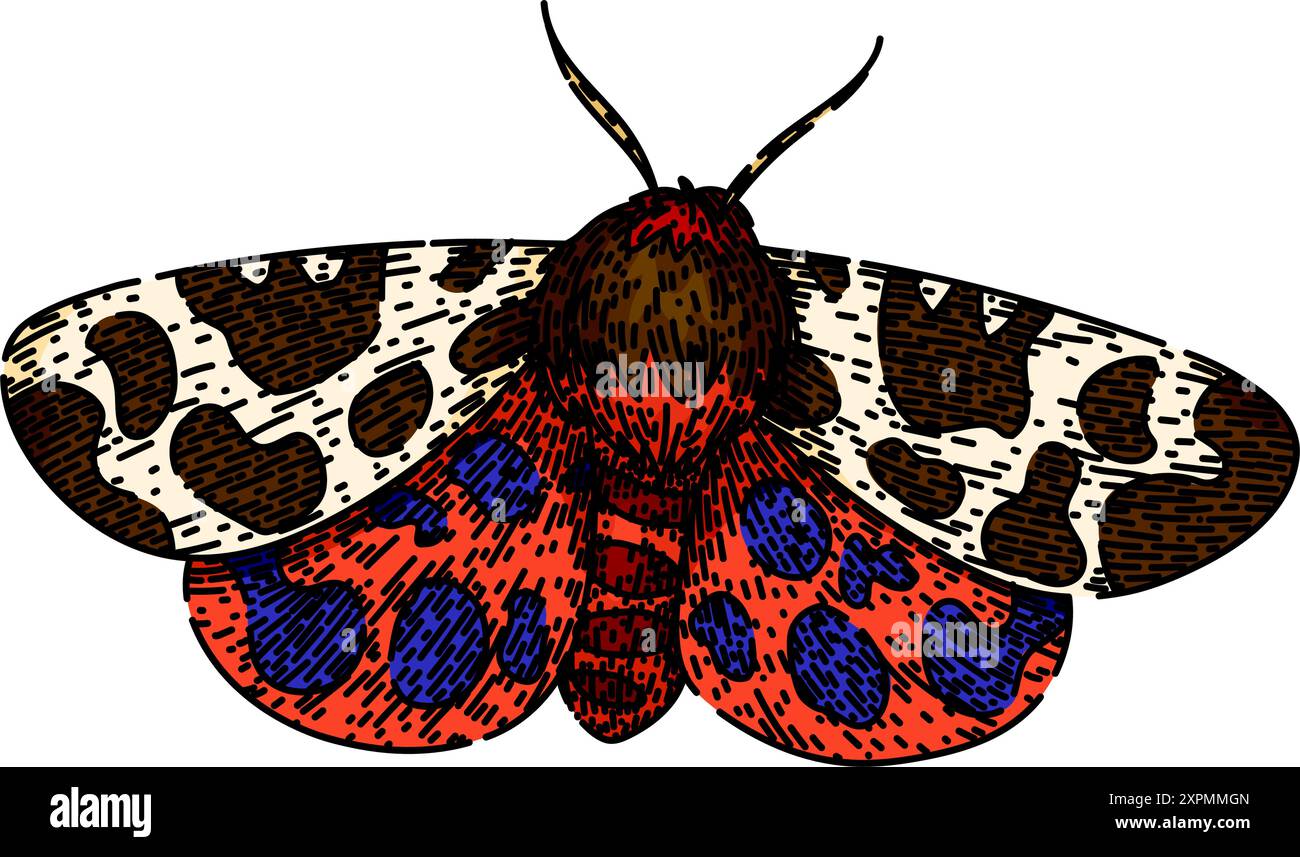 camouflage night moth sketch hand drawn vector Stock Vector Image & Art ...