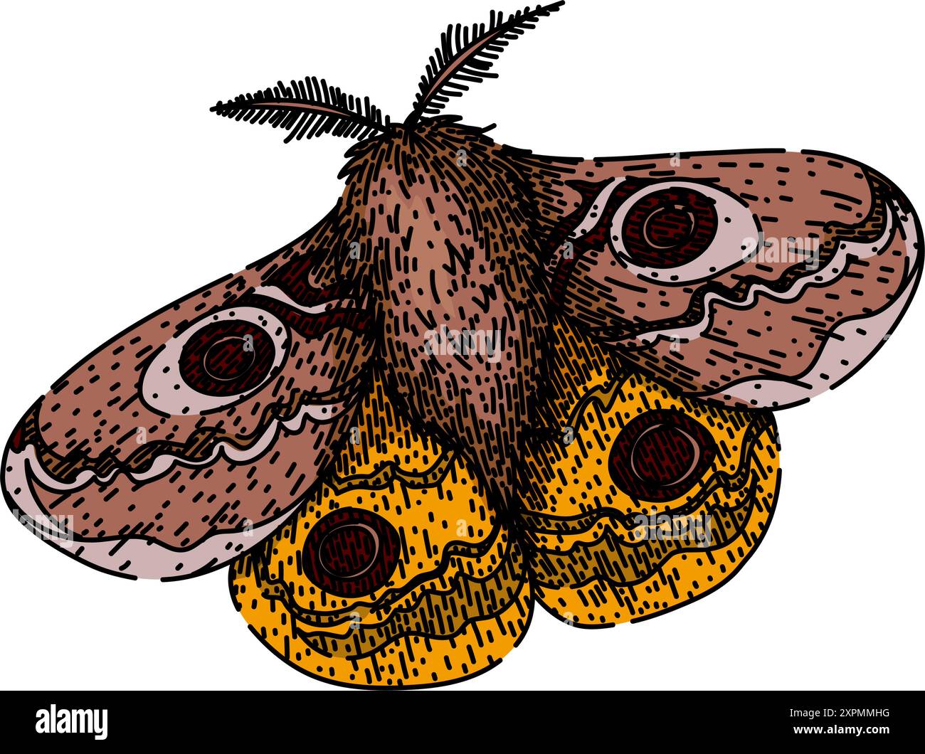 antennae night moth sketch hand drawn vector Stock Vector Image & Art ...