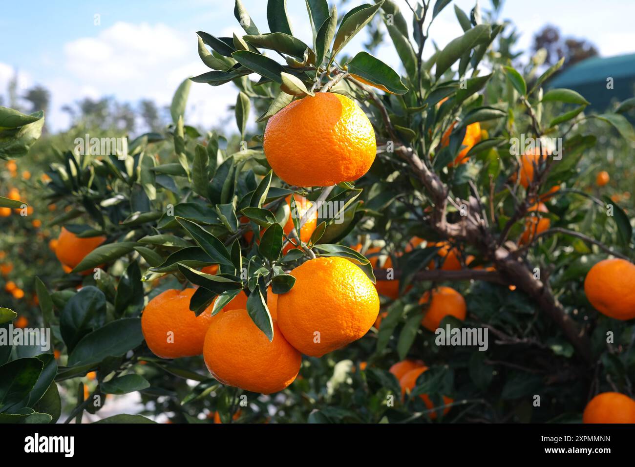 Green tangerines growing on hi-res stock photography and images - Alamy