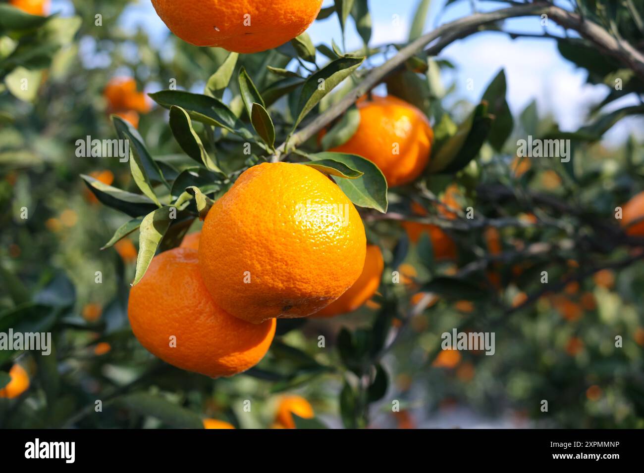 Oranges tangerines in sunlight hi-res stock photography and images - Alamy