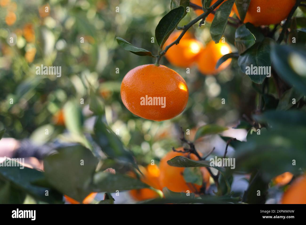 Green tangerines growing on hi-res stock photography and images - Alamy