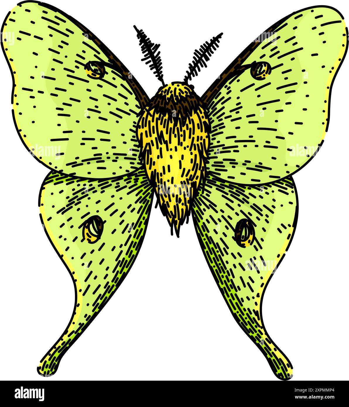 metamorphosis night moth sketch hand drawn vector Stock Vector Image ...