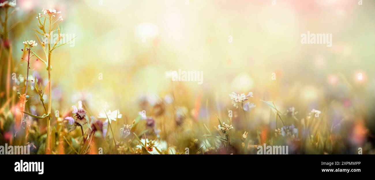 Beautiful summer nature background with wildflowers field in sunlight ...